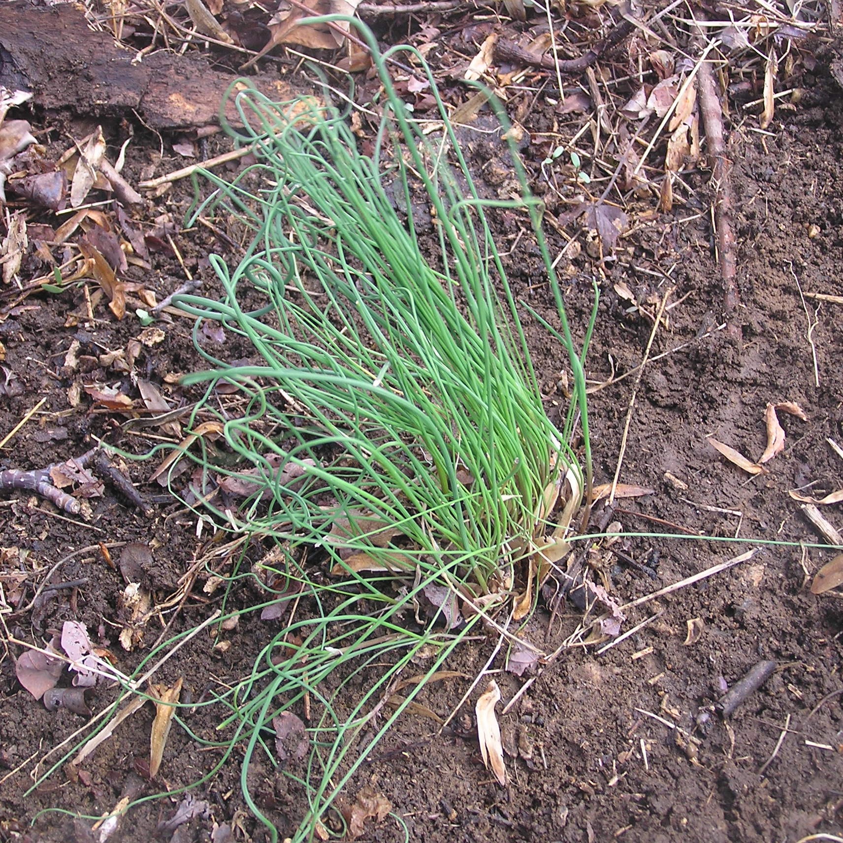 Nodding Wild Onion – Hiker's Notebook