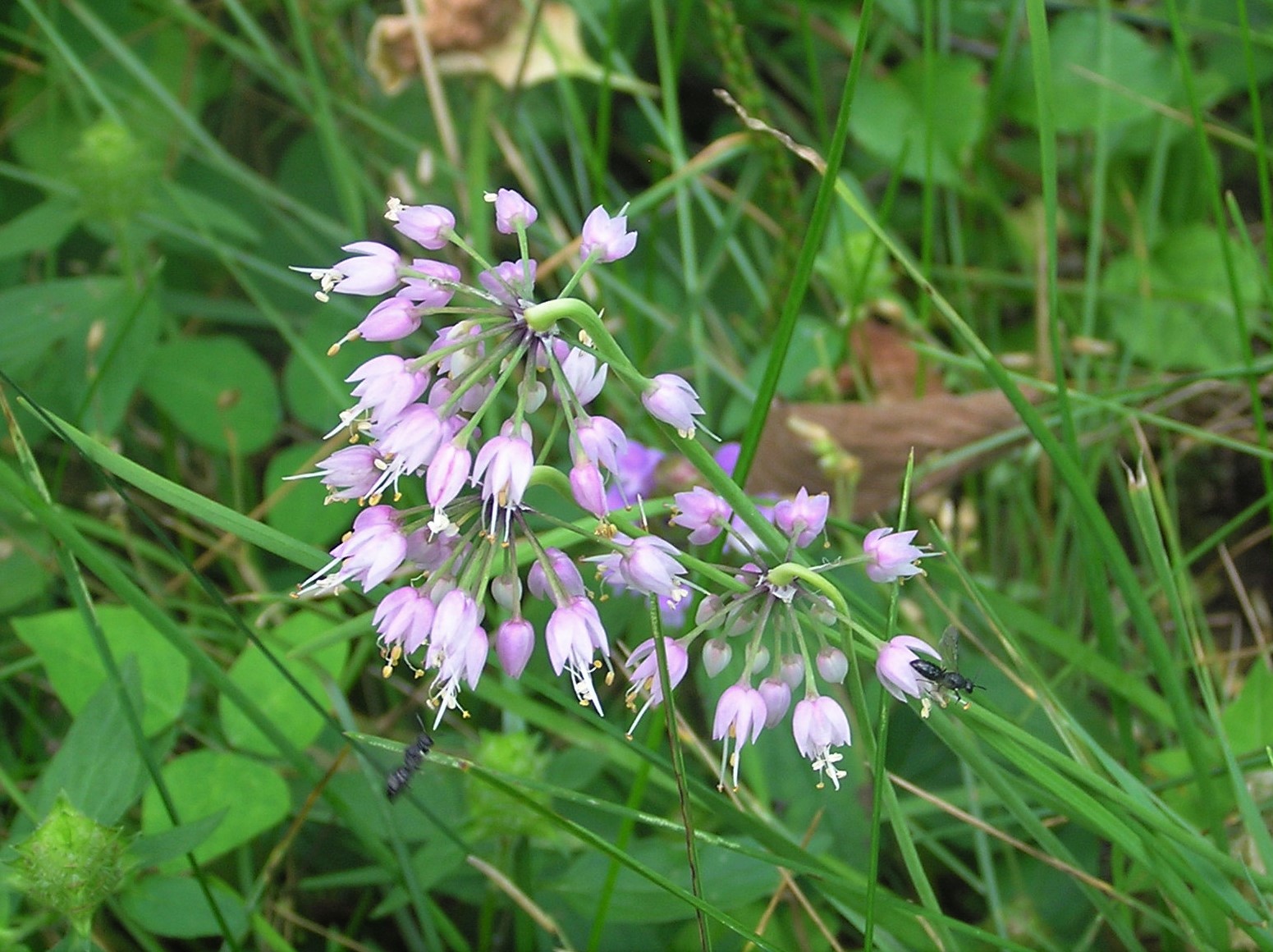 Nodding Wild Onion – Hiker's Notebook