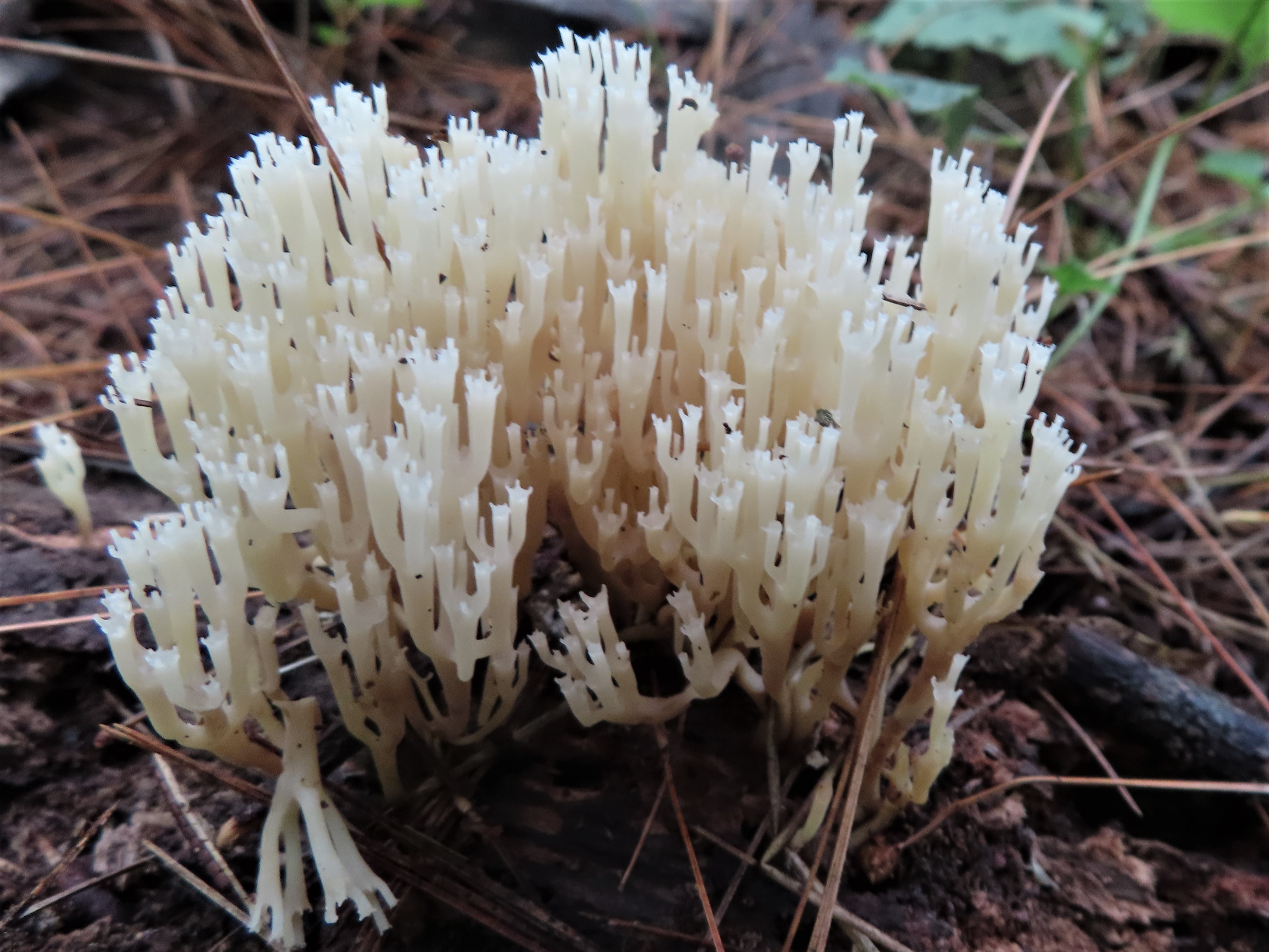 Coral Fungi – Clavariaceae – Hiker's Notebook