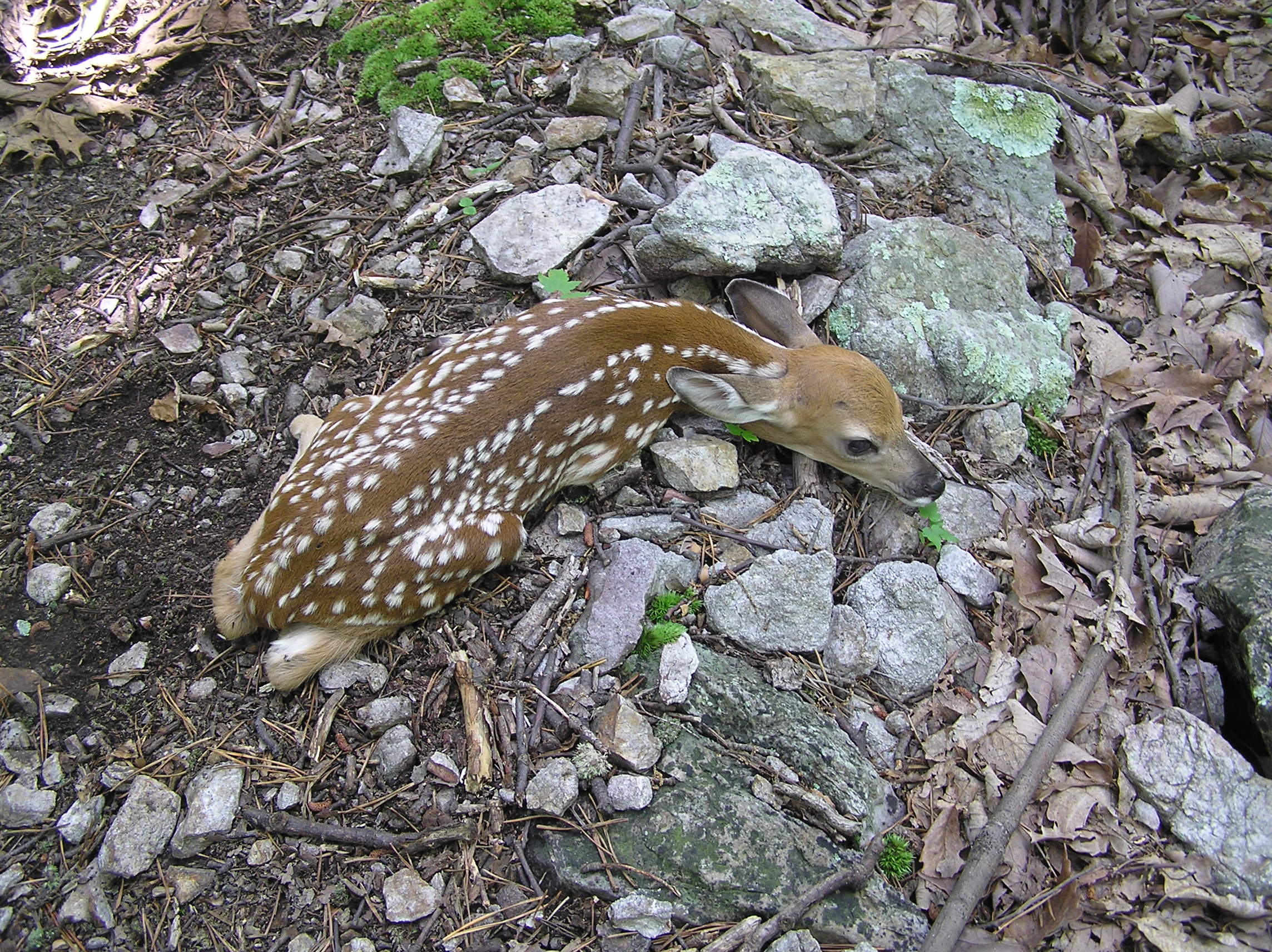 White-tailed deer – Hiker's Notebook