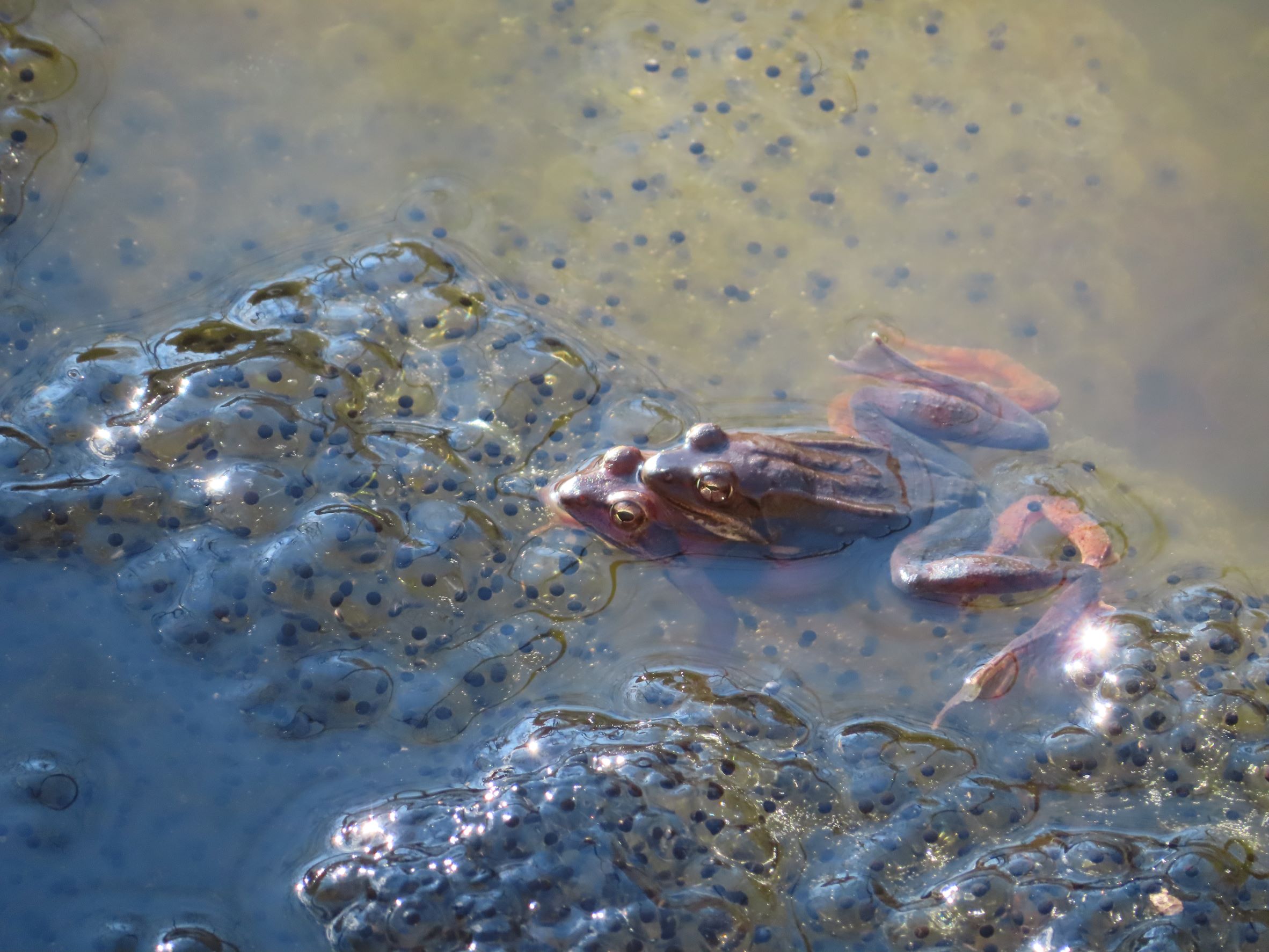 Wood Frog update – Hiker's Notebook