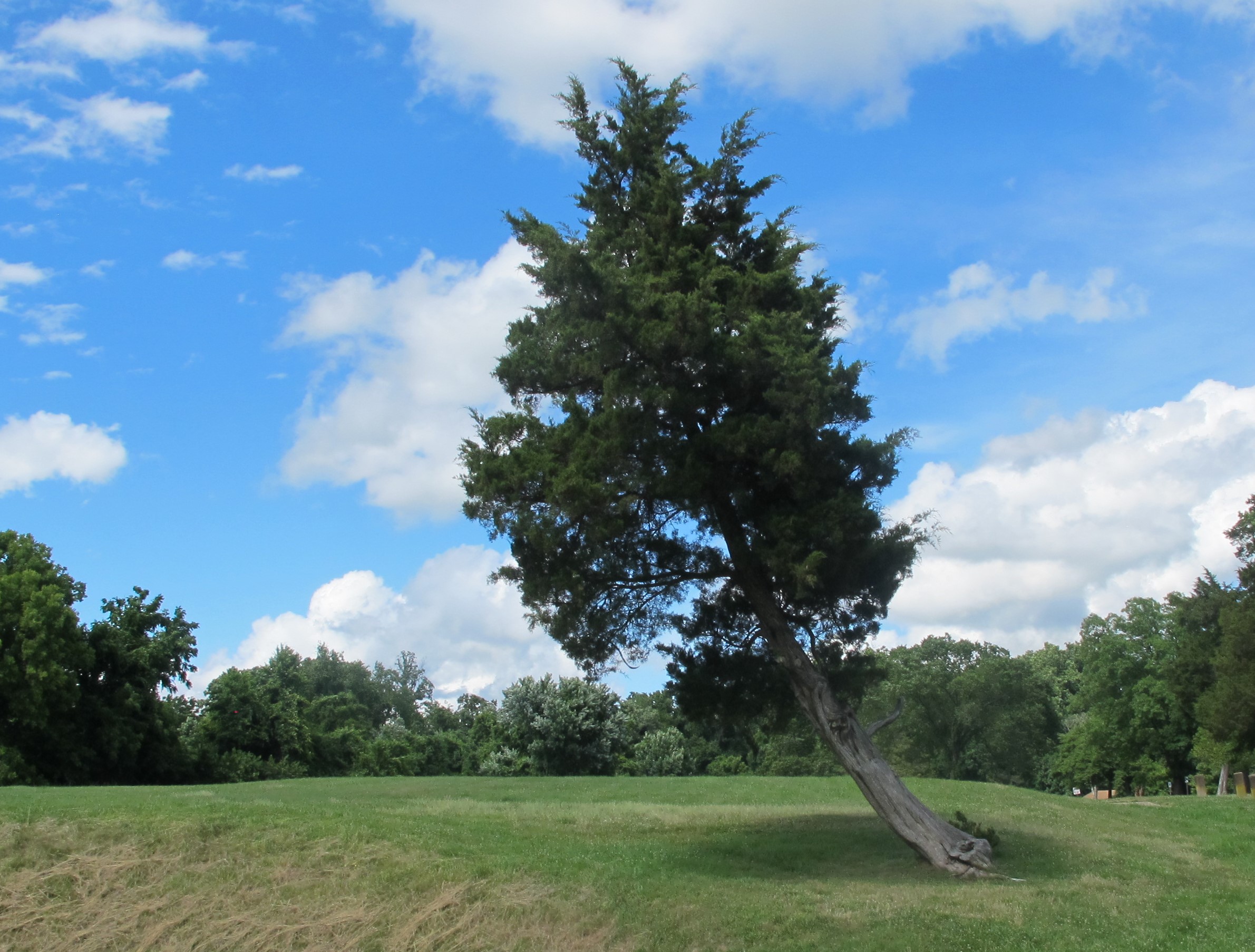 Eastern redcedar – Hiker's Notebook