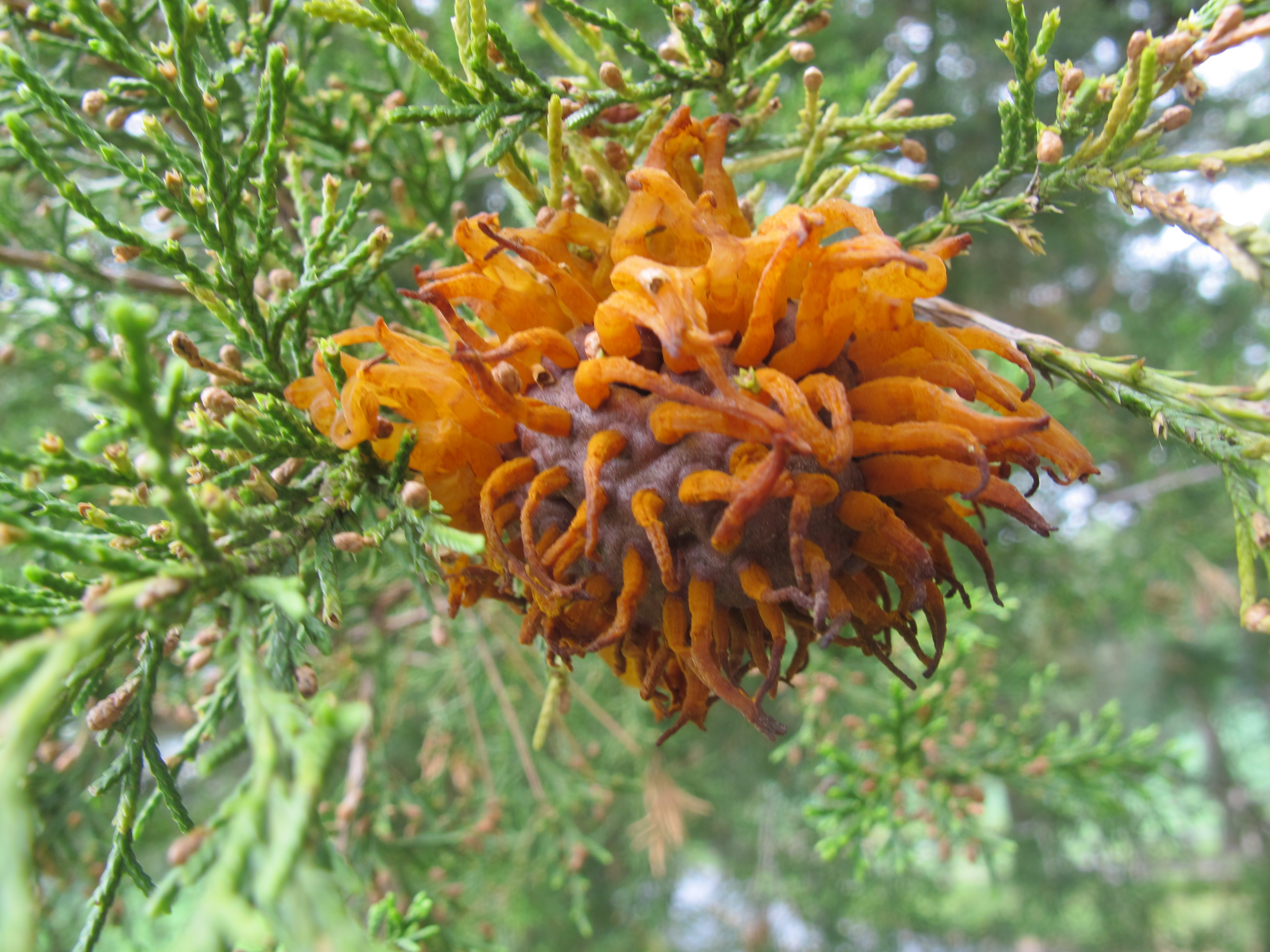 Eastern redcedar – Hiker's Notebook