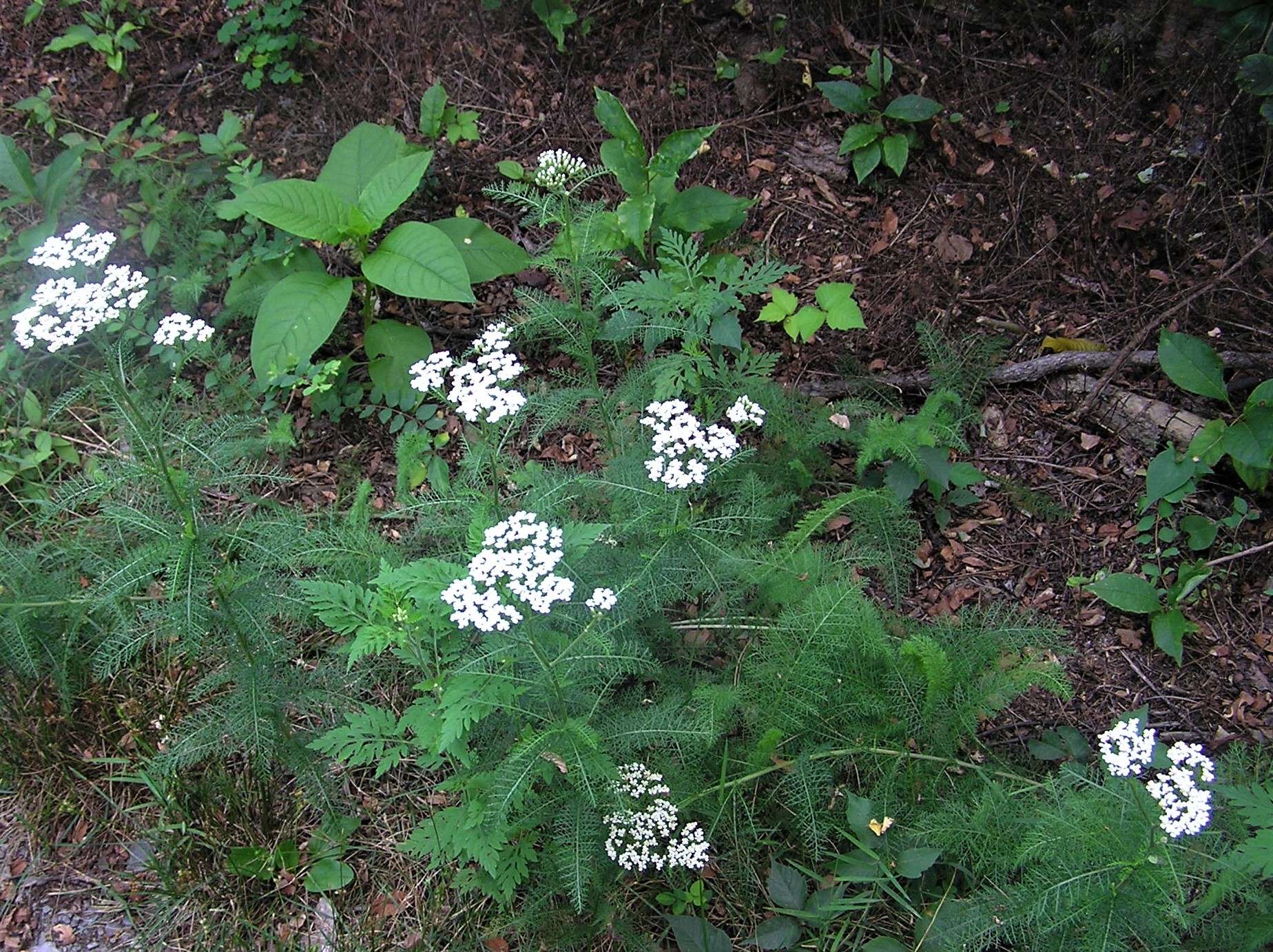 Yarrow – Hiker's Notebook