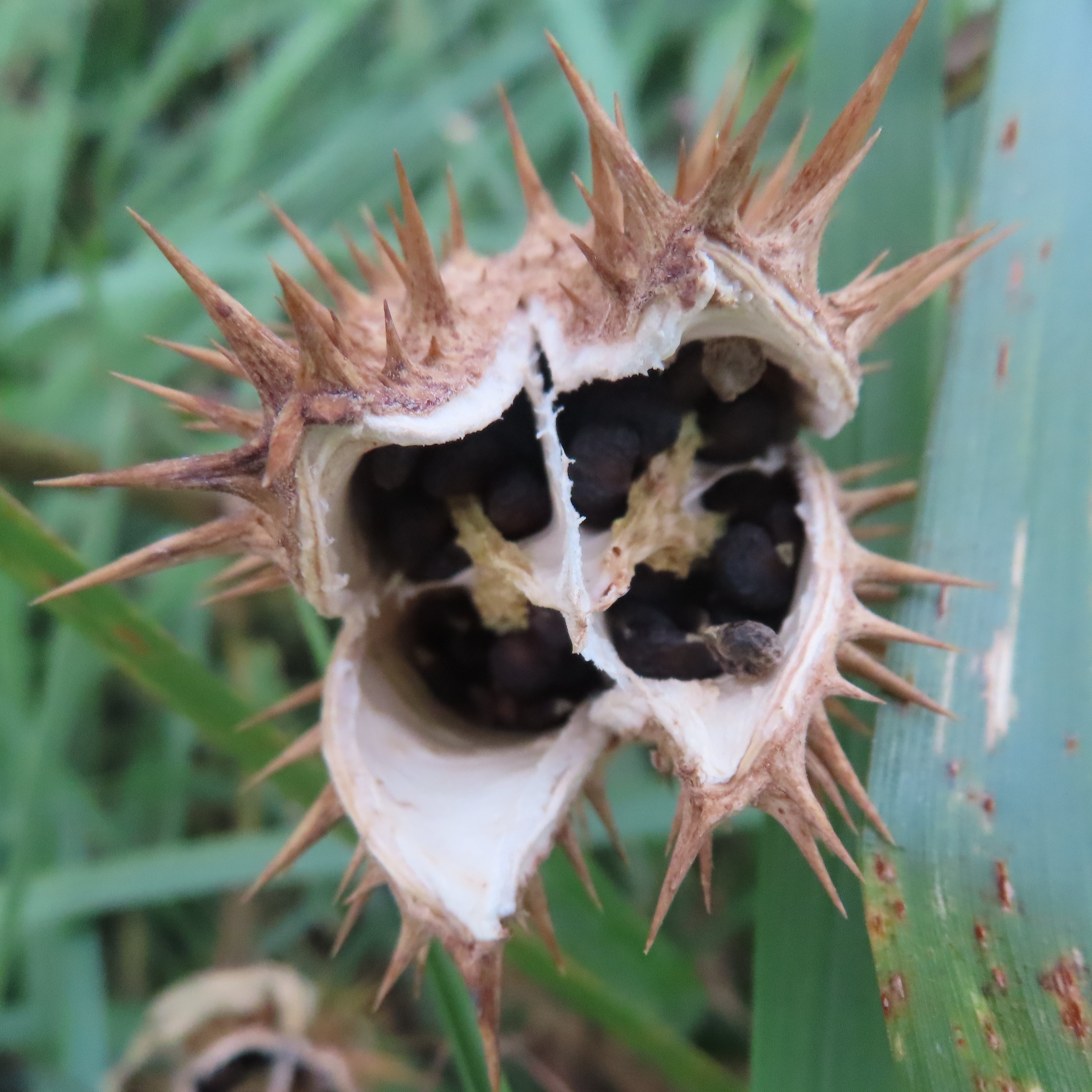 Jimsonweed – Hiker's Notebook