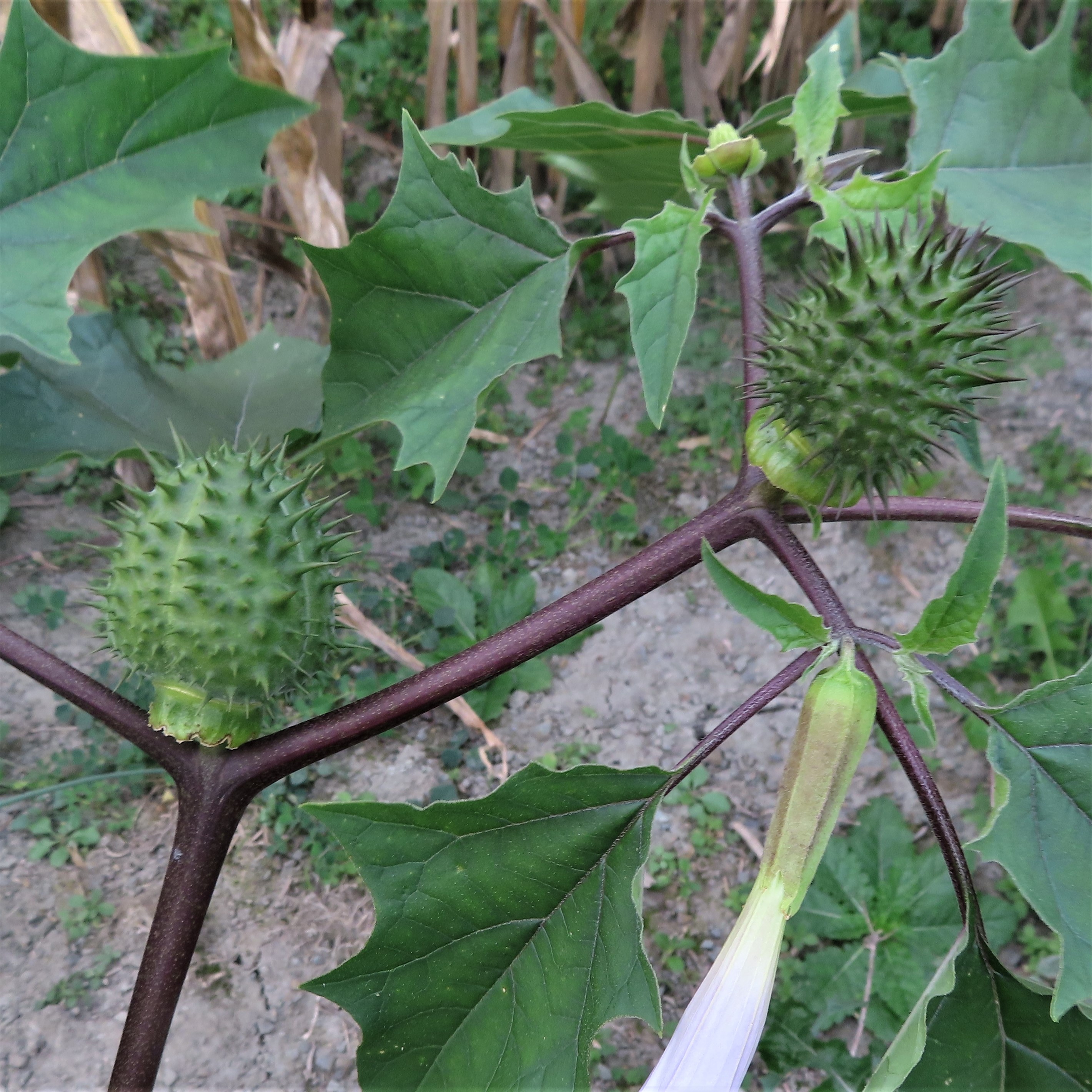 Jimsonweed – Hiker's Notebook