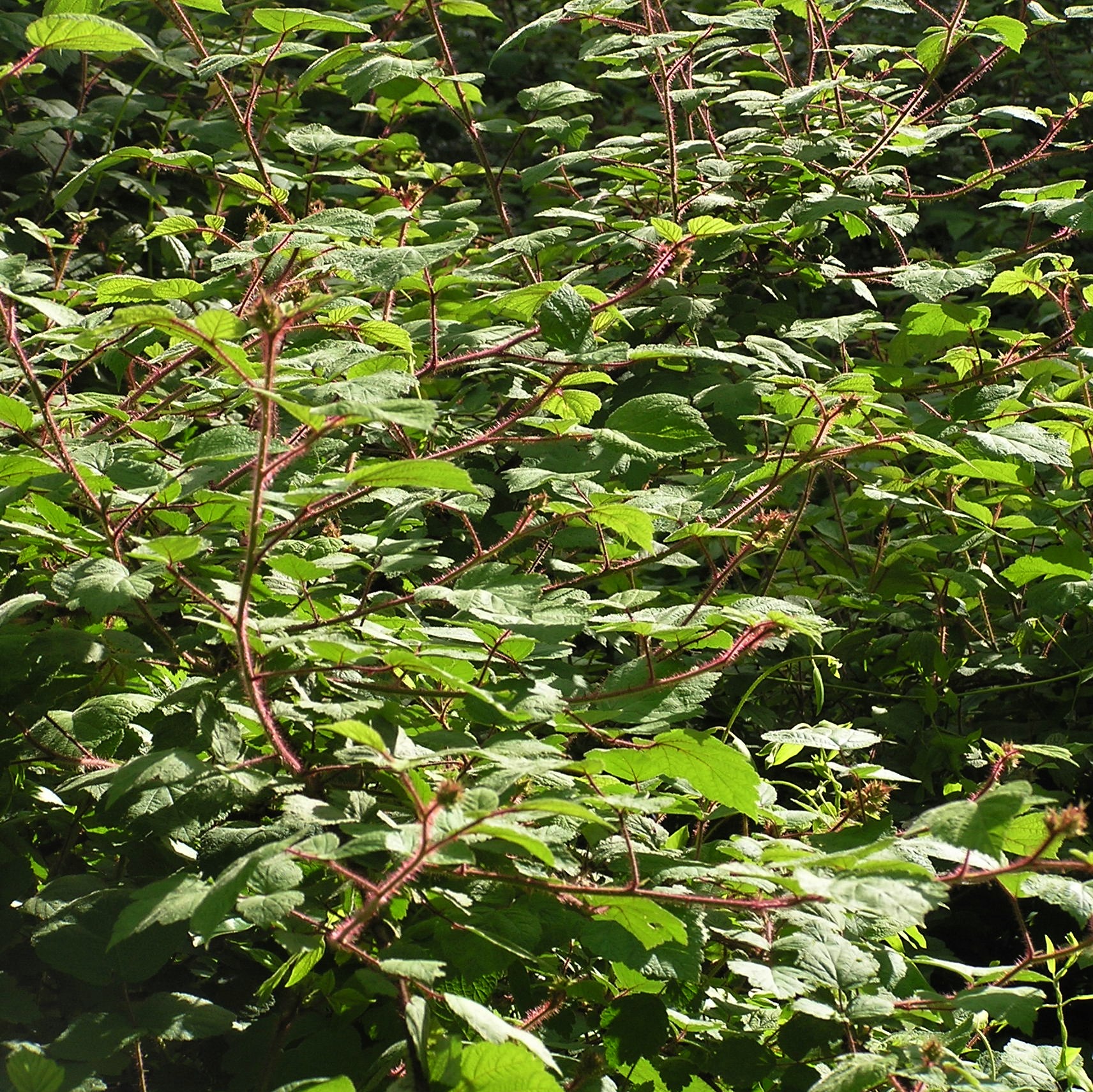 Wineberry – Hiker's Notebook