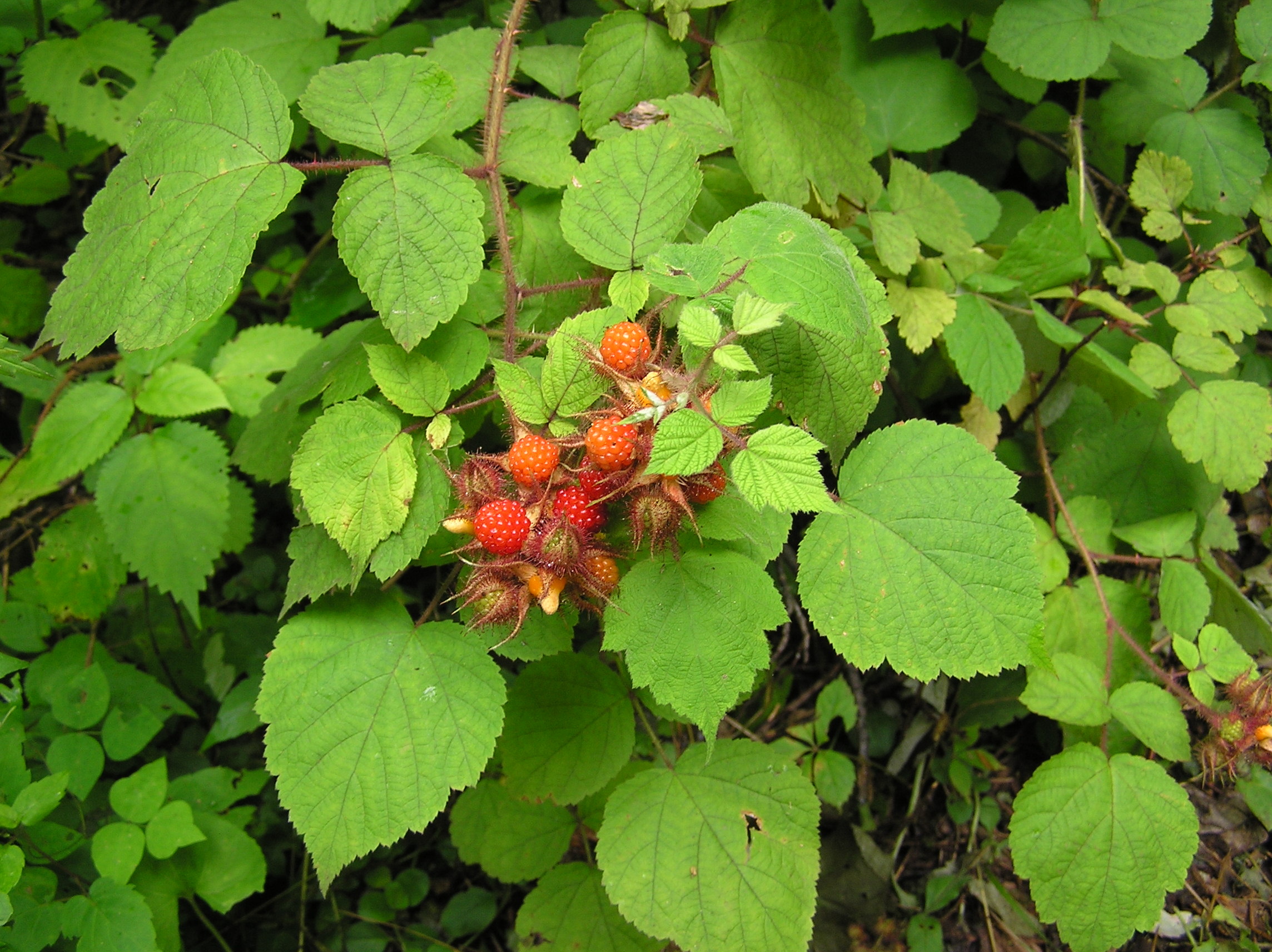 Wineberry – Hiker's Notebook