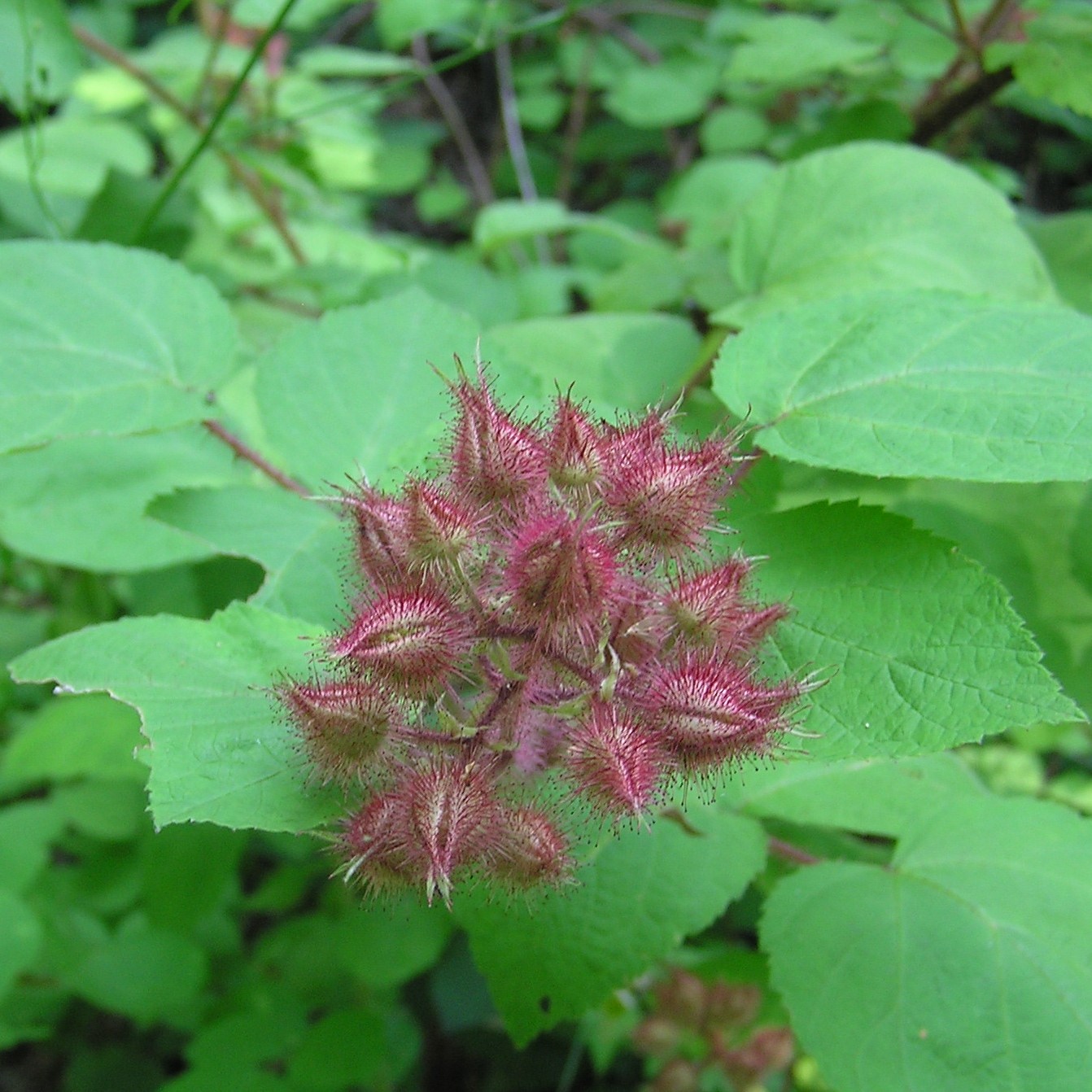 Wineberry – Hiker's Notebook