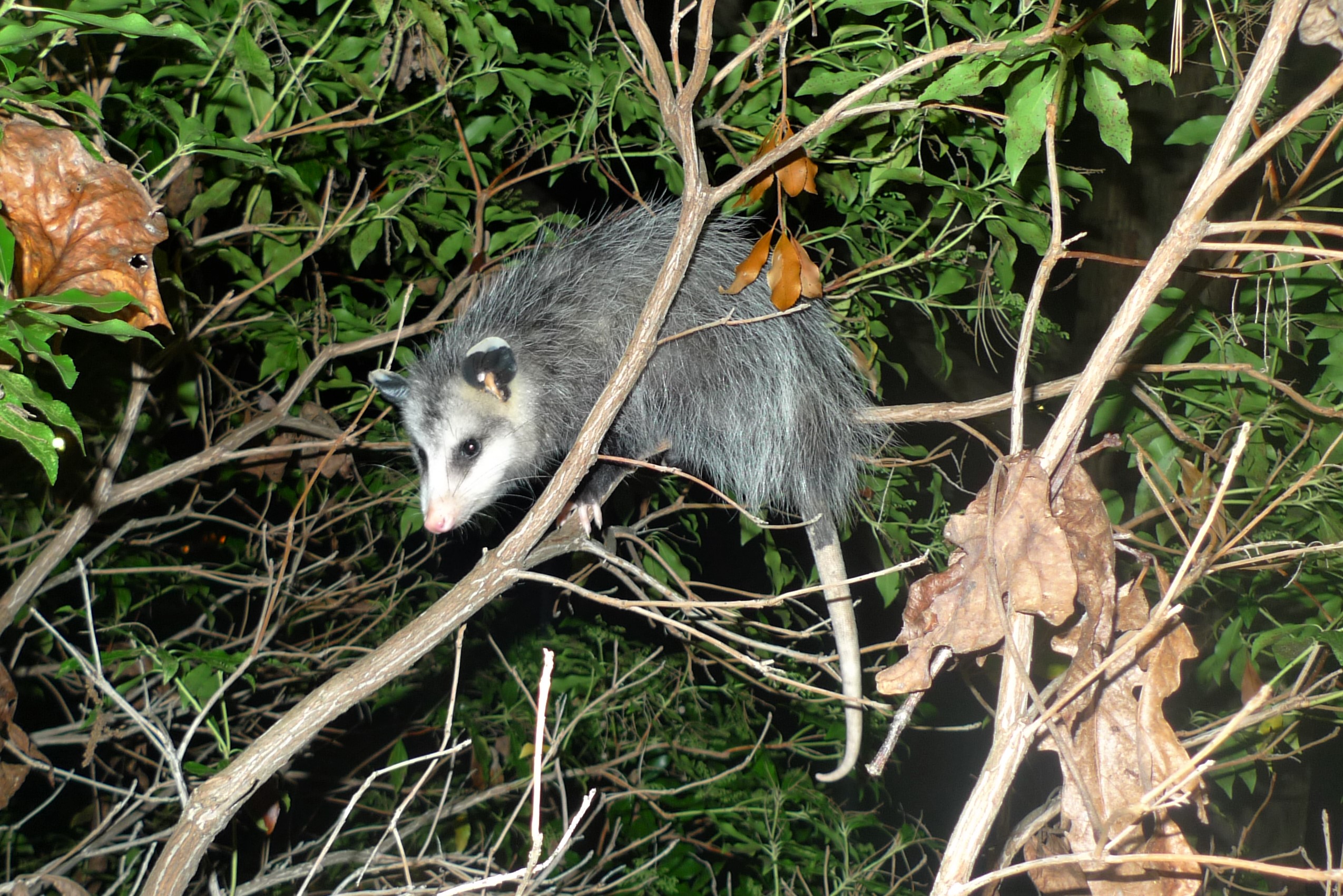Opossum – Hiker's Notebook