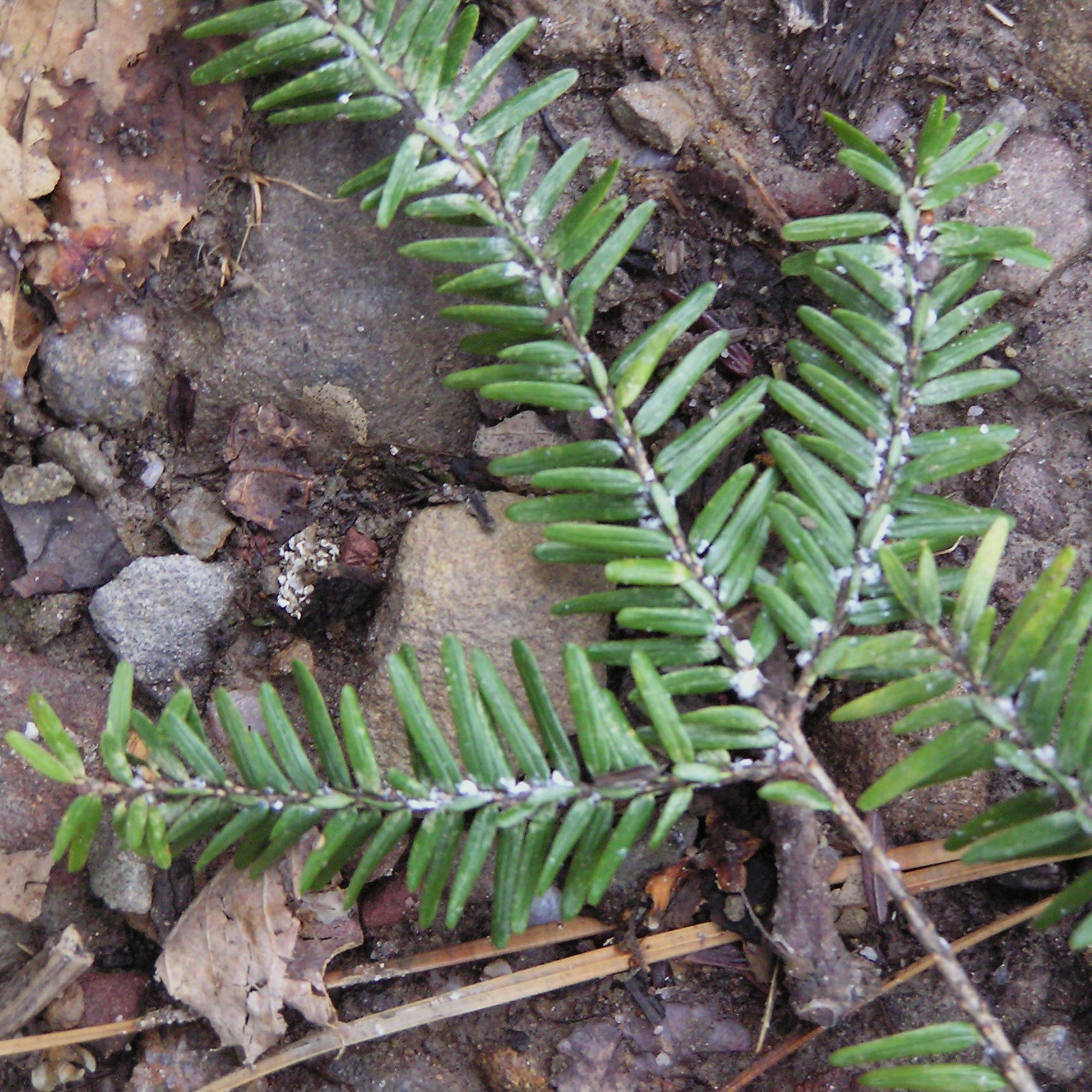 Hemlock (Eastern) Update – Hiker's Notebook
