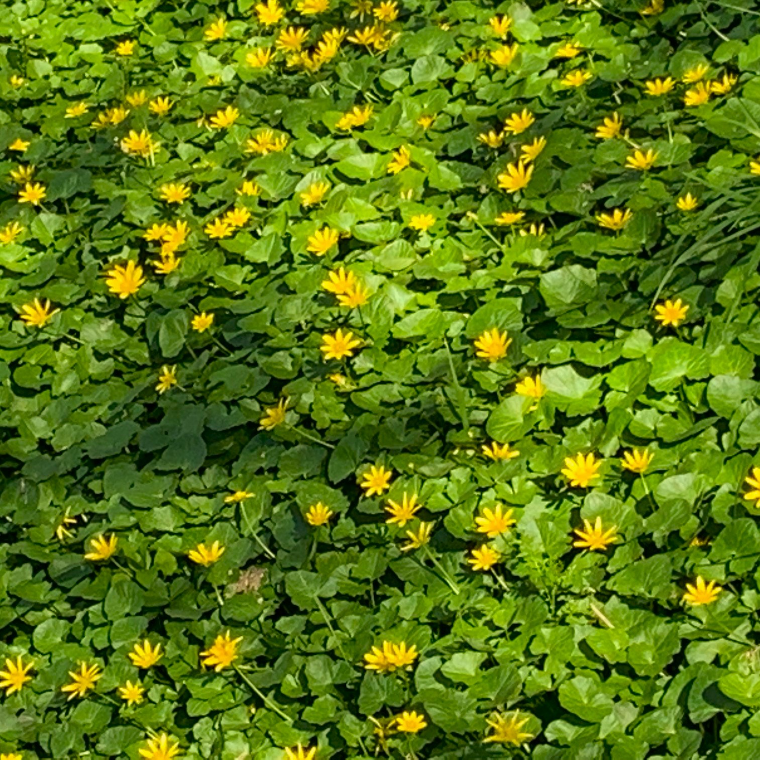 Celandine and Lesser Celandine – Hiker's Notebook