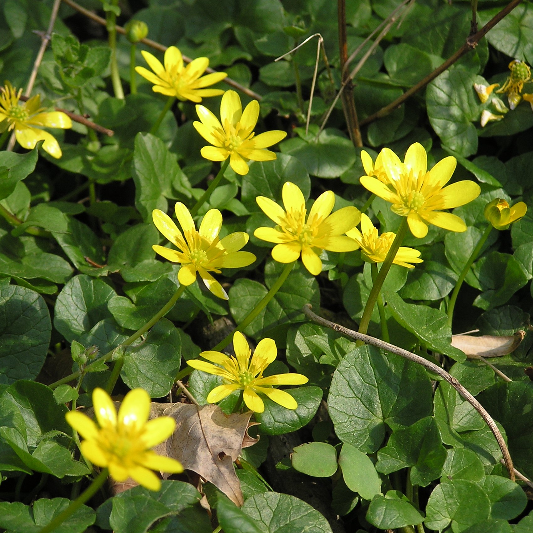 Celandine and Lesser Celandine – Hiker's Notebook