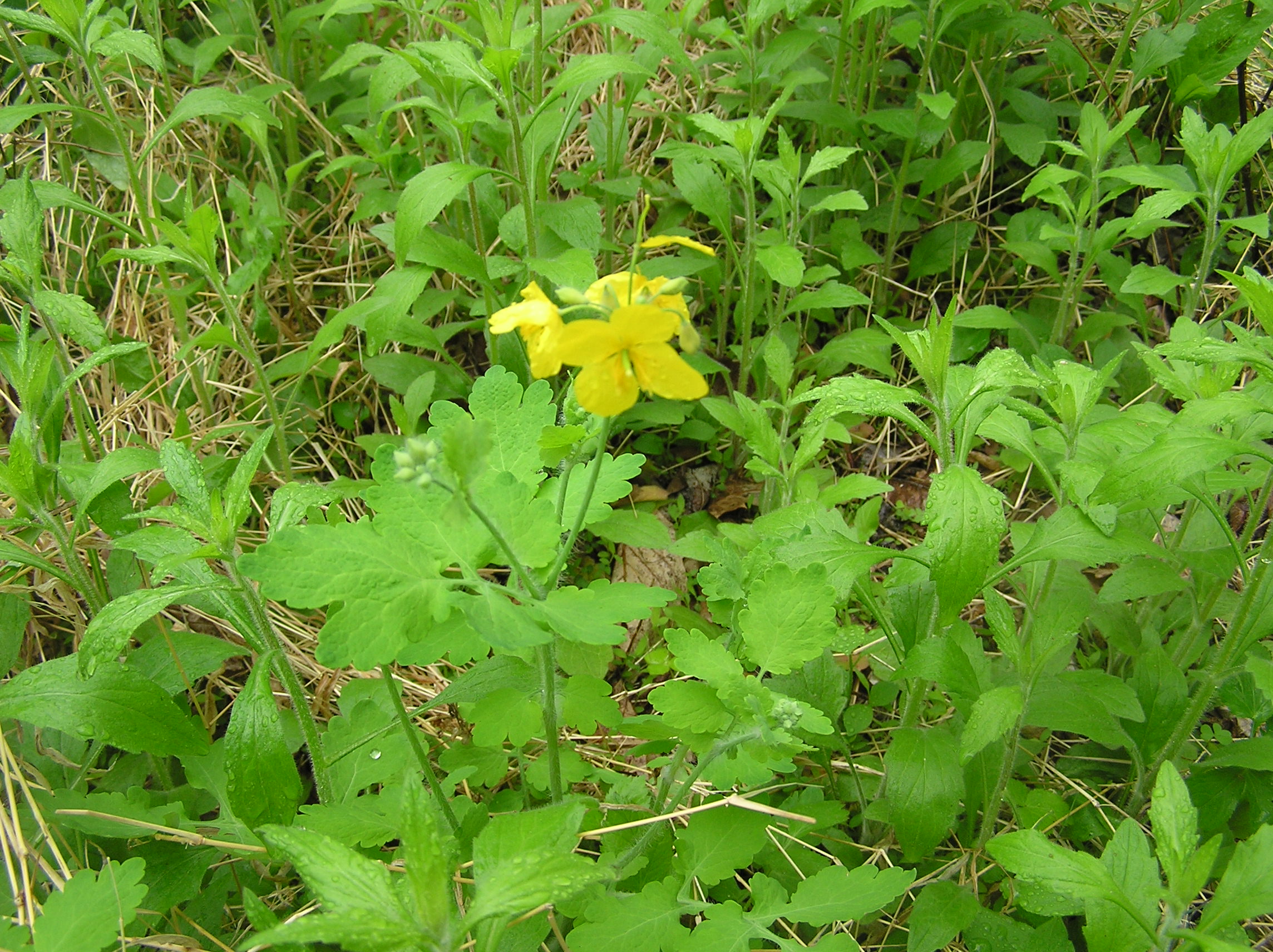 Celandine, Greater and Lesser – Hiker's Notebook