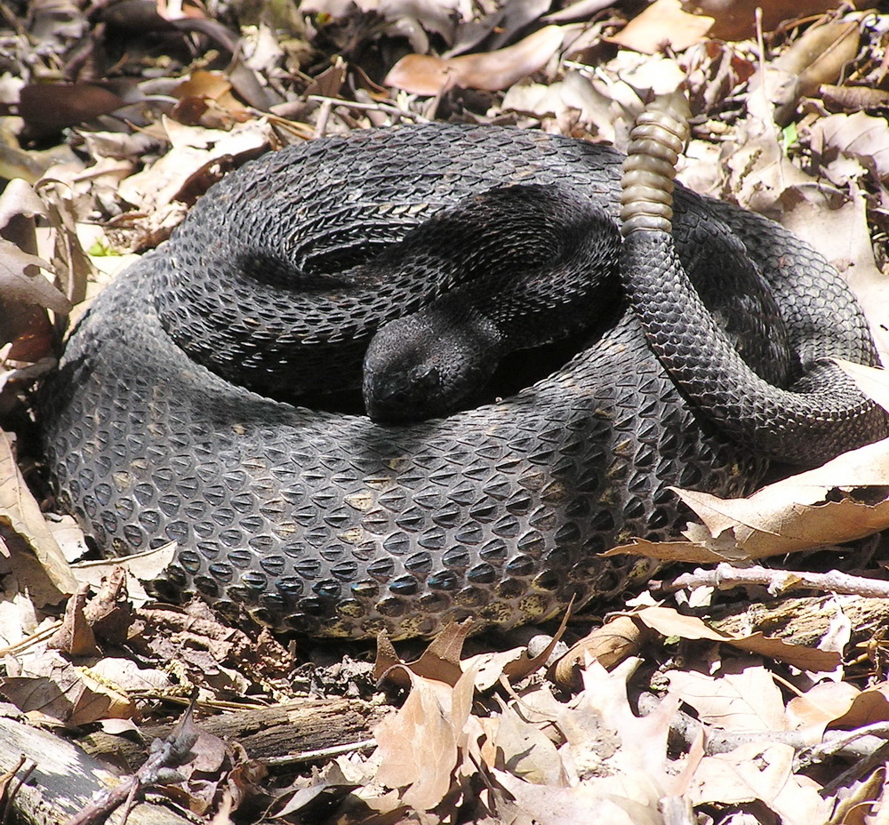 Timber Rattlesnake update – Hiker's Notebook