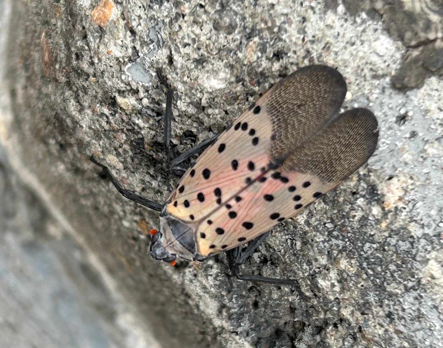 Spotted Lanternfly – Hiker's Notebook
