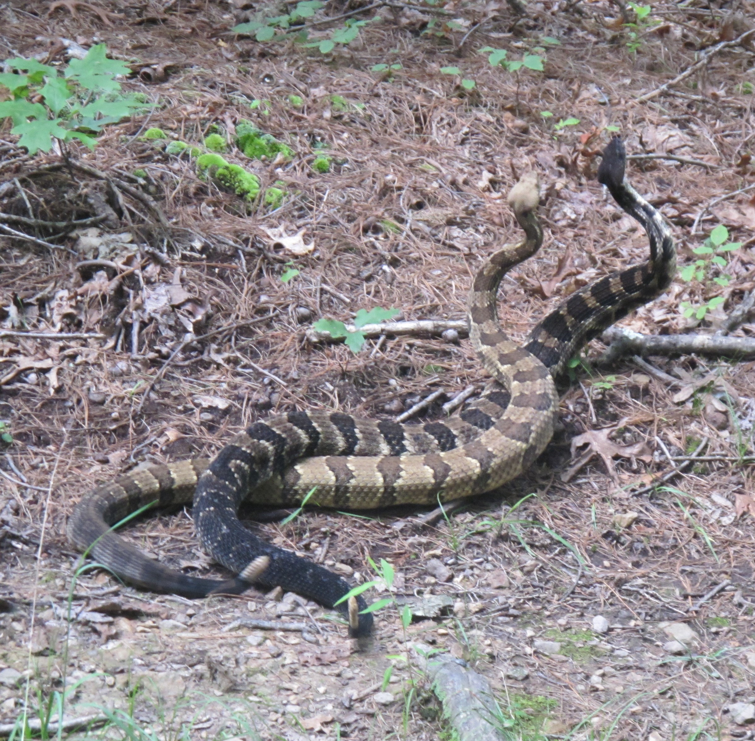 Timber Rattlesnake – Hiker's Notebook