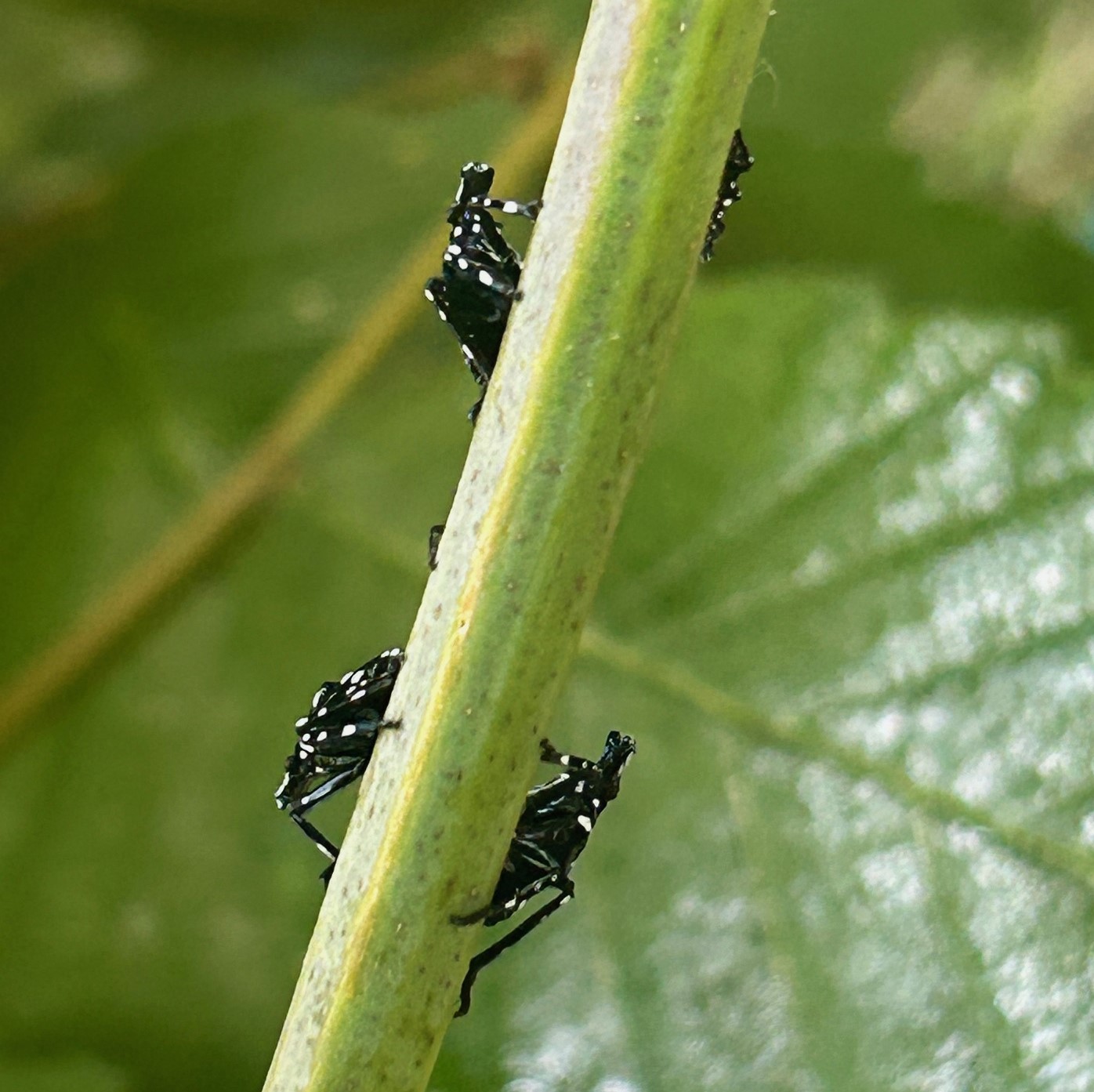 Spotted Lanternfly – Hiker's Notebook