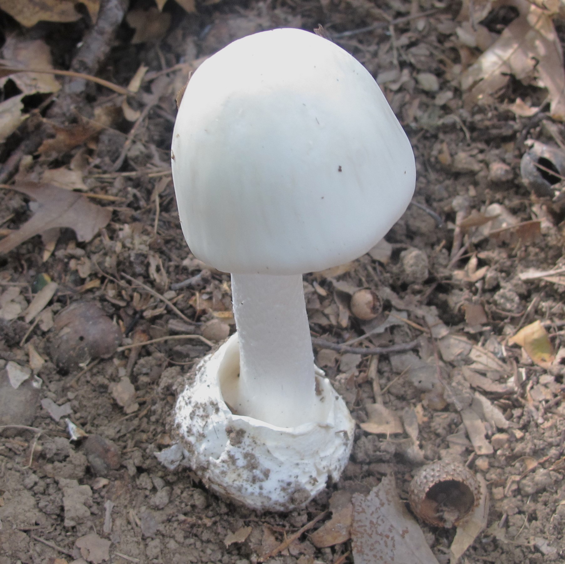 Destroying Angel – Amanita bisporigera – Hiker's Notebook