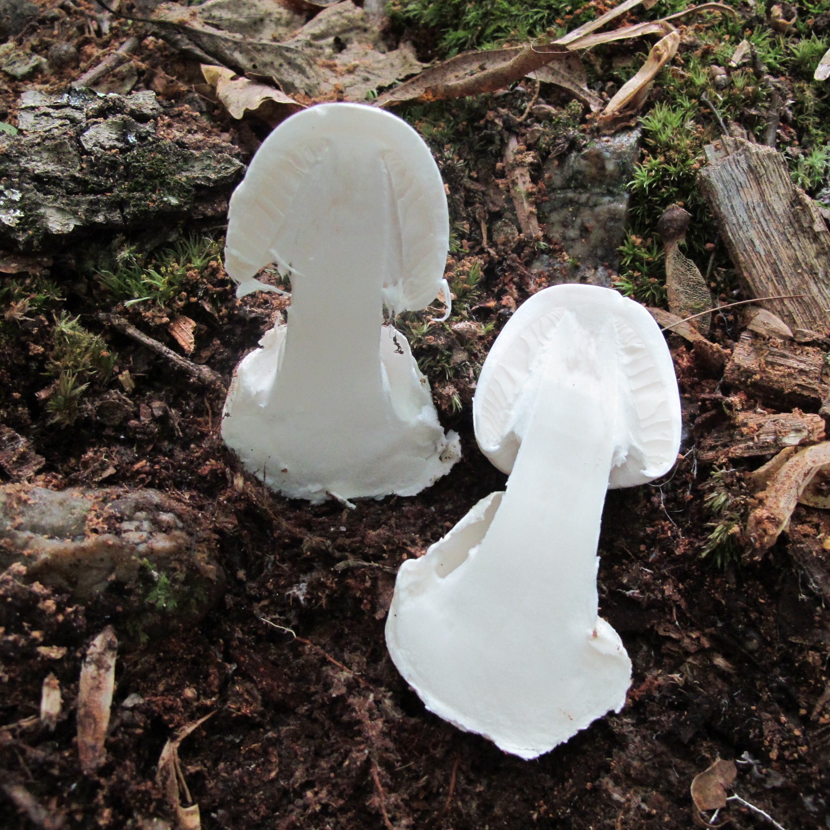 Destroying Angel – Amanita bisporigera revision – Hiker's Notebook