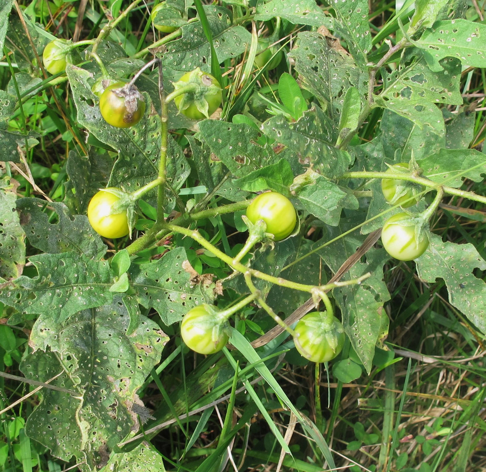 Horsenettle – Hiker's Notebook