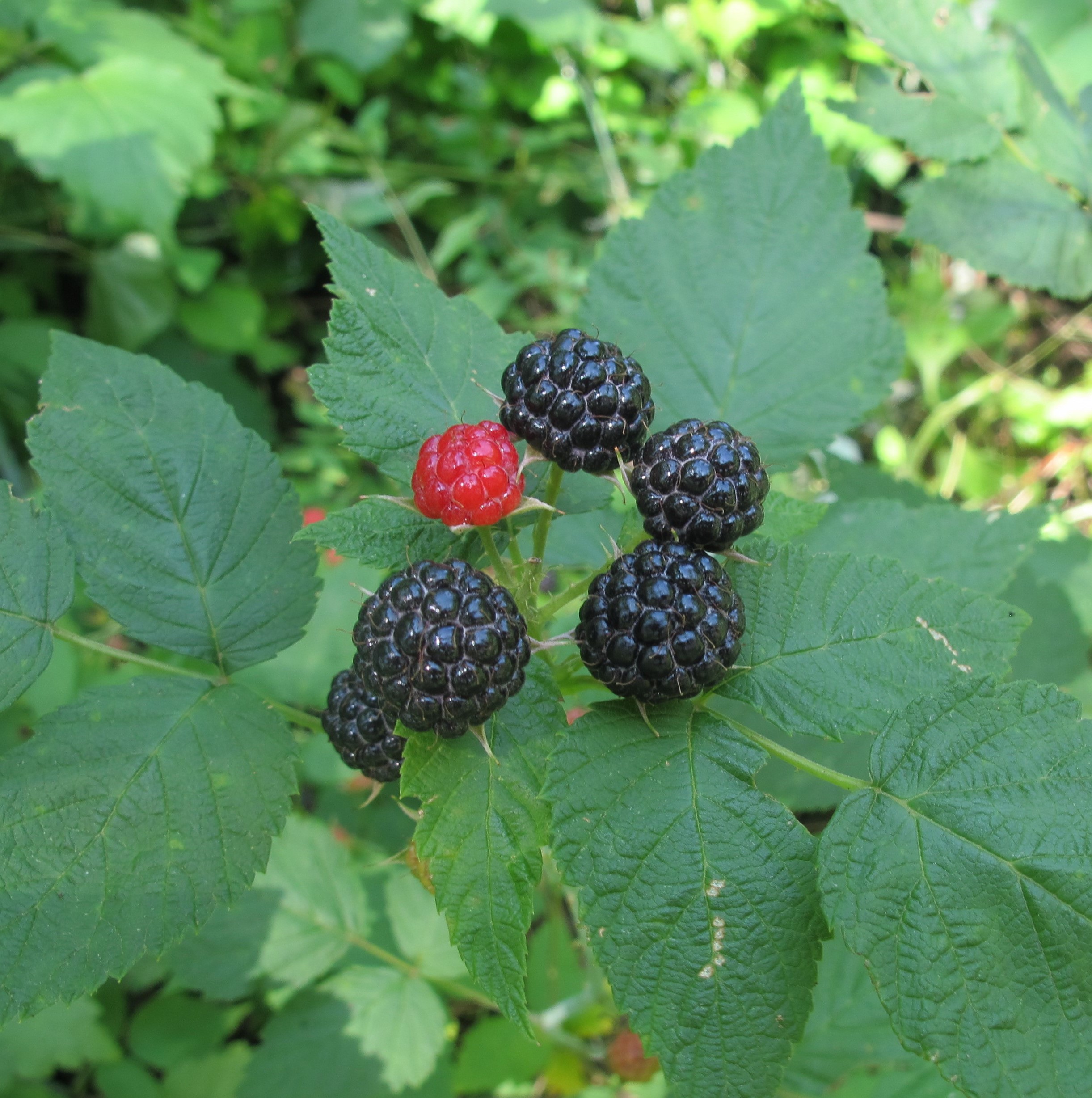 Raspberry – Hiker's Notebook