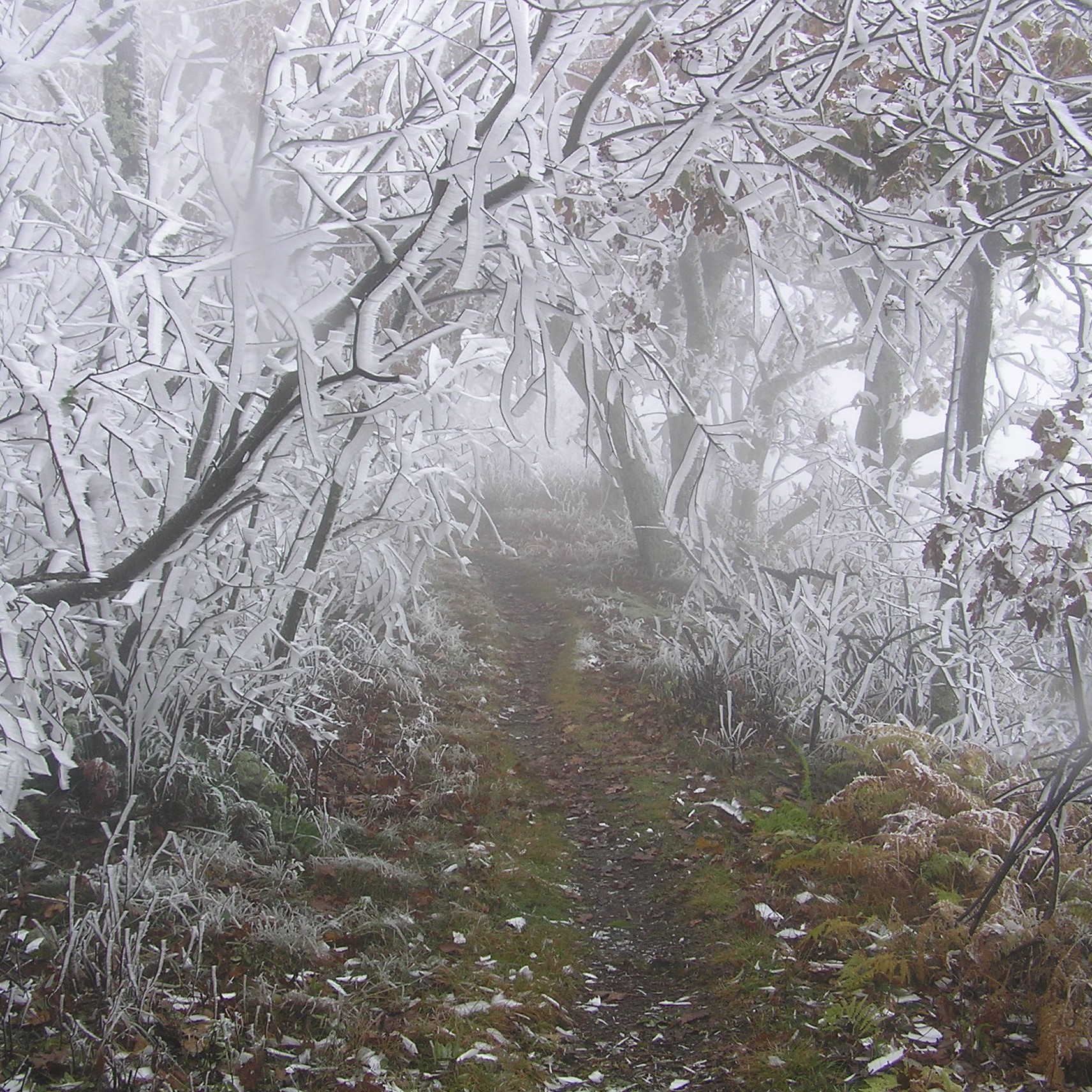 Needle Ice – Hiker's Notebook