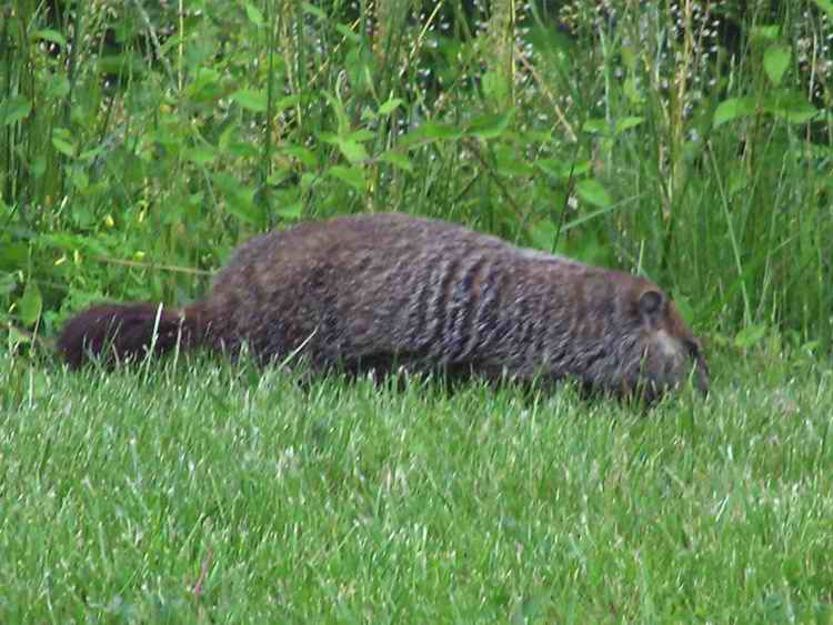 Groundhog/Woodchuck – Hiker's Notebook