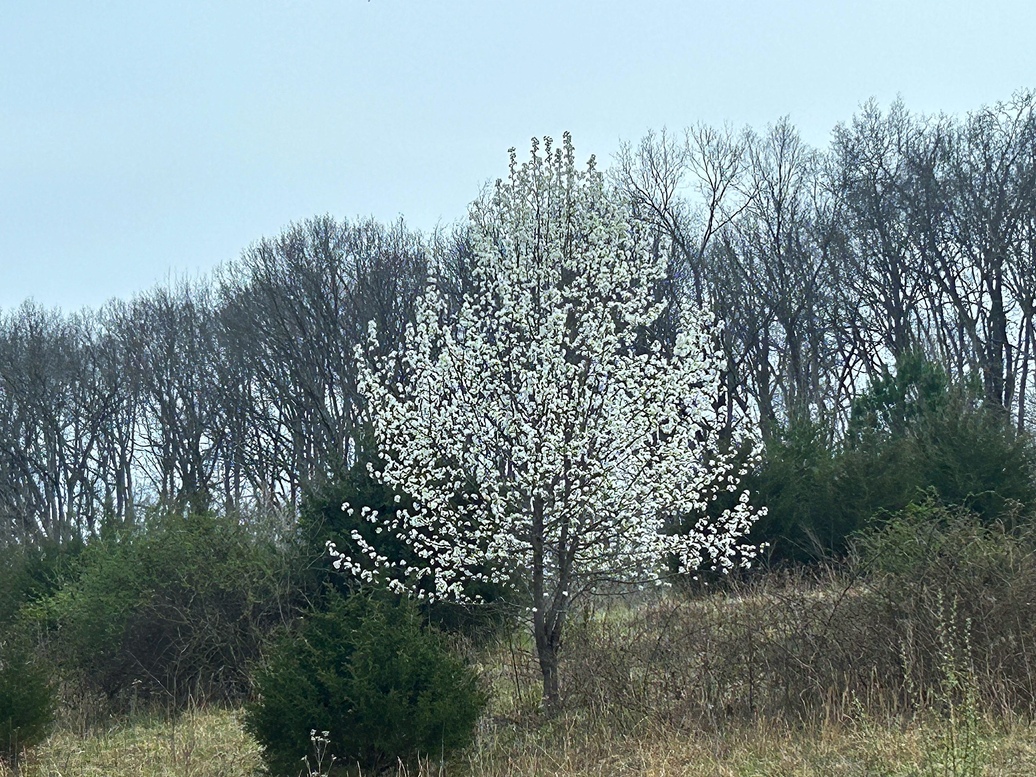 Bradford Pear – Hiker's Notebook