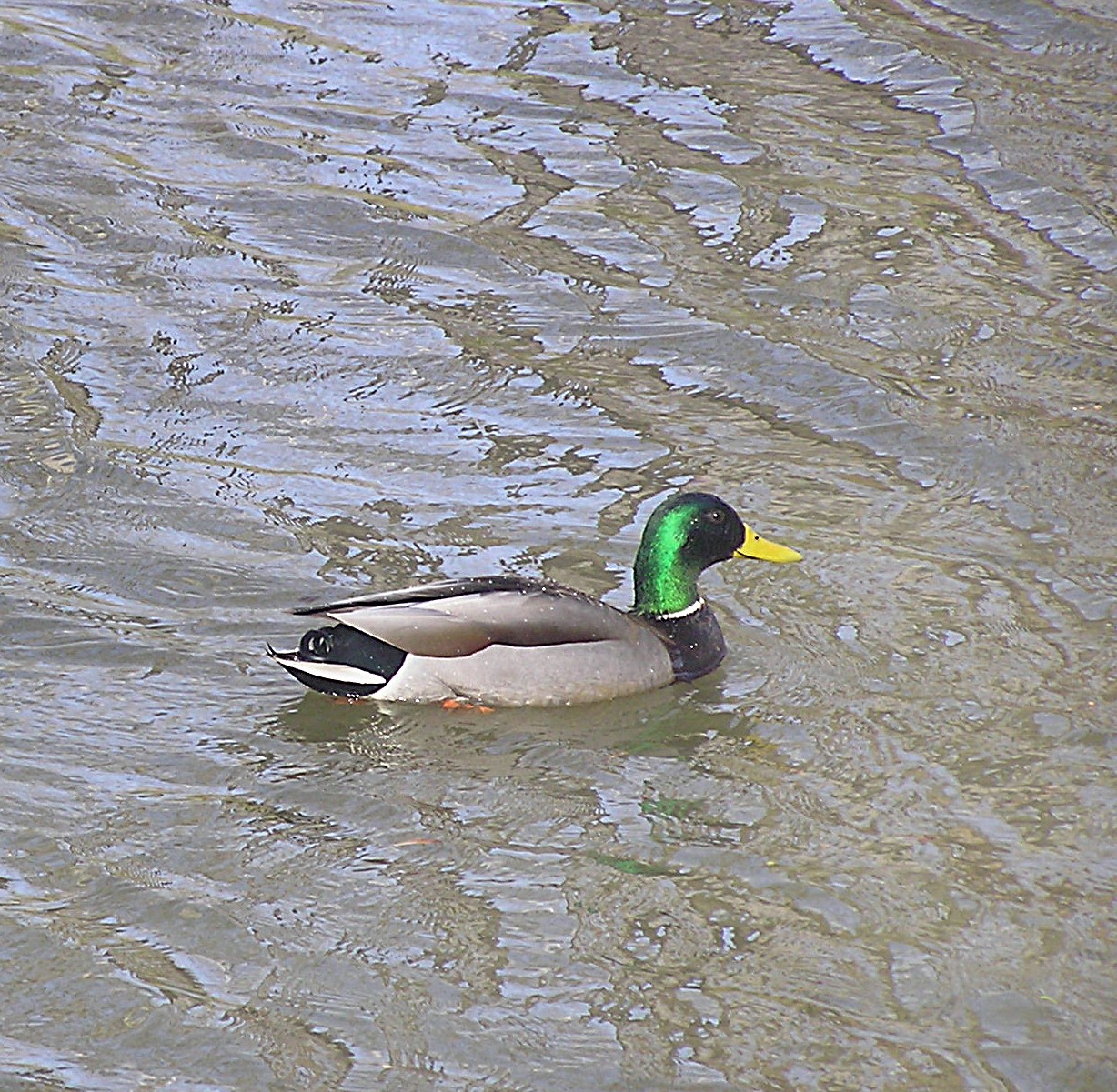 Mallard Duck Update Hikers Notebook