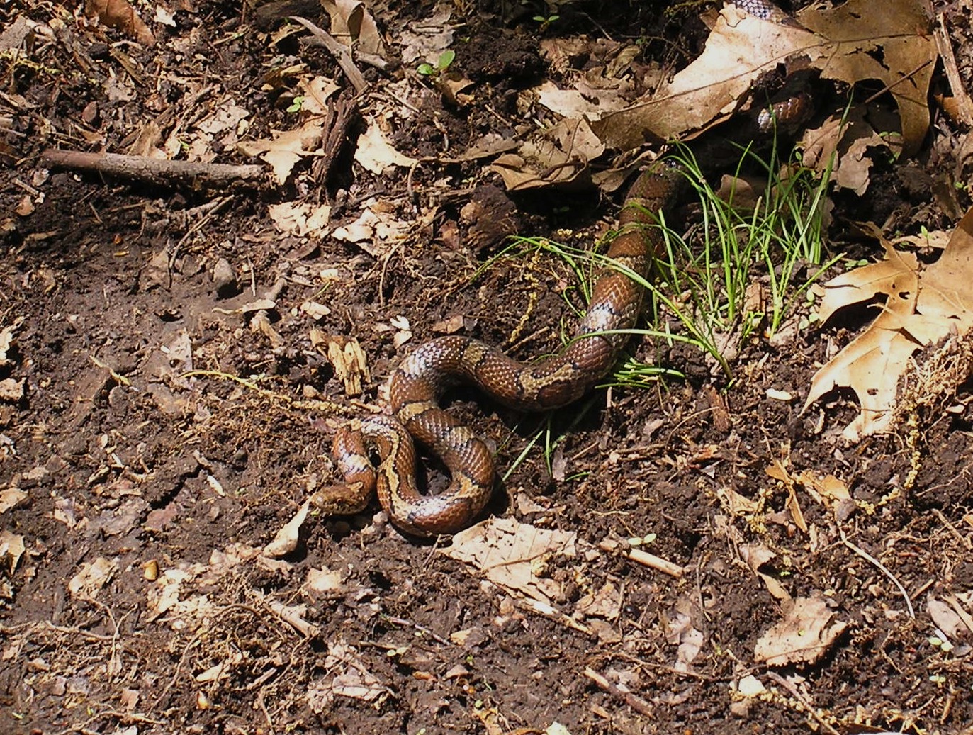 Corn Snake – Hiker's Notebook