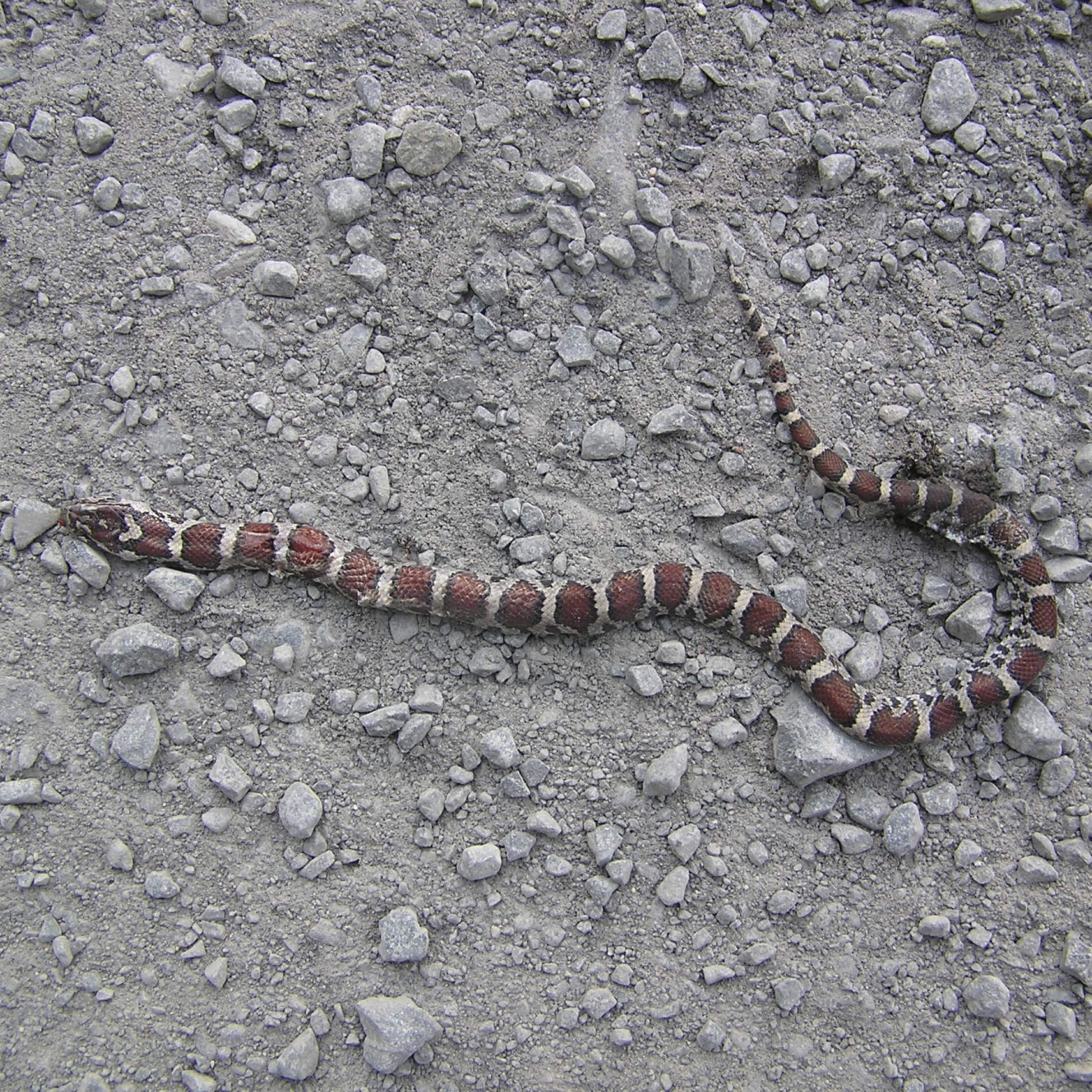 Corn Snake – Hiker's Notebook