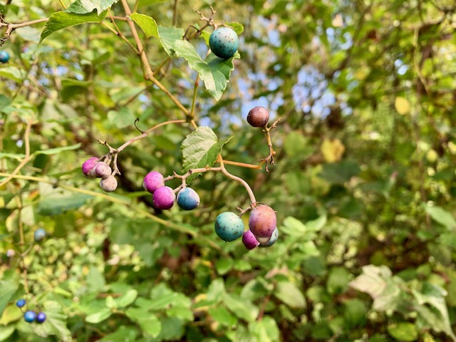 Porcelain-berry – Hiker's Notebook