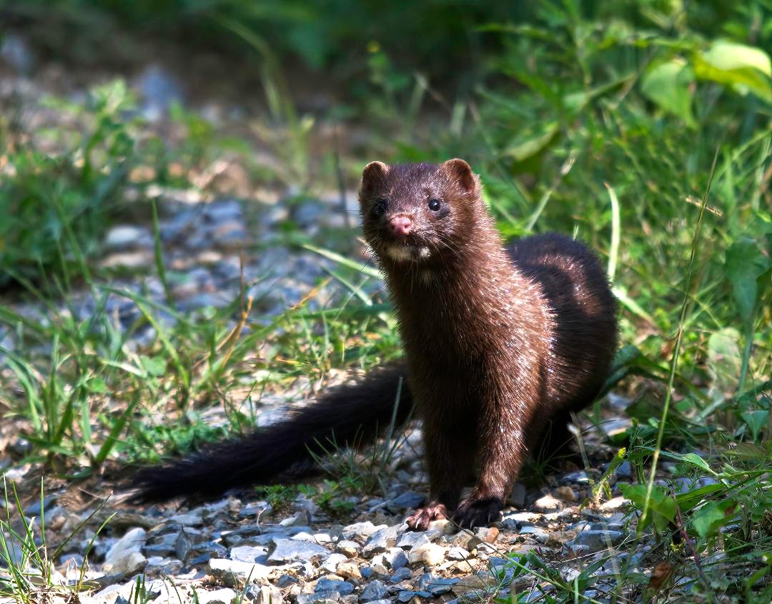 Mink – Hiker's Notebook