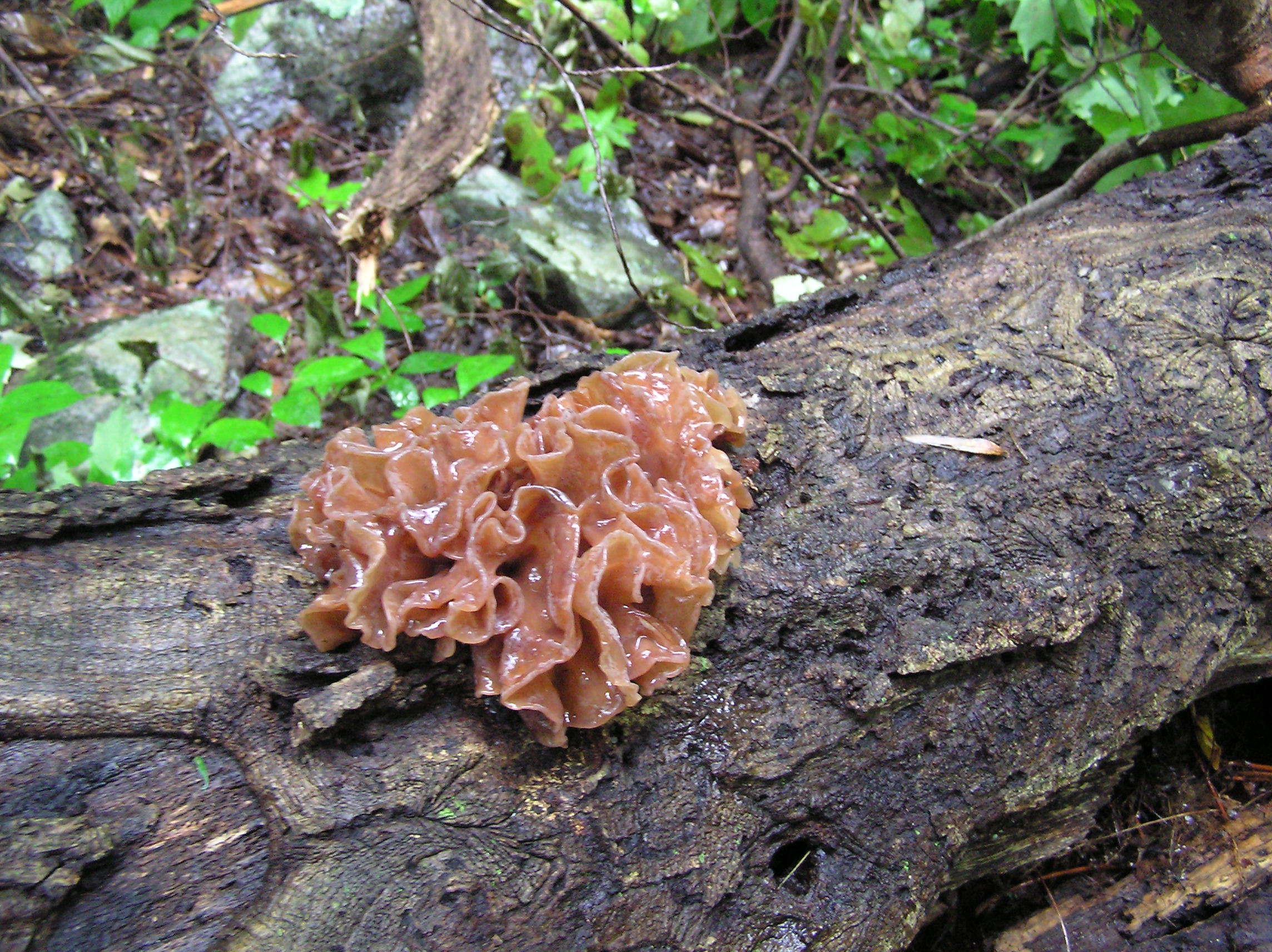 Jelly Fungi – Hiker's Notebook