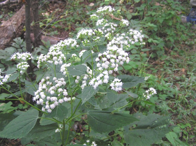 White Snakeroot – the weed that killed Abraham Lincoln’s mother and ...