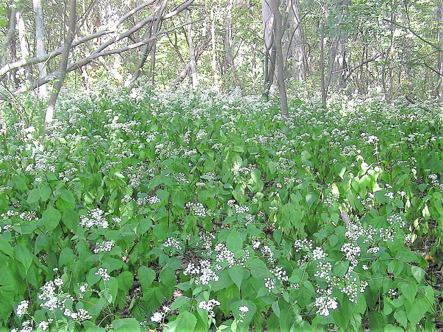 White Snakeroot – the weed that killed Abraham Lincoln’s mother and ...
